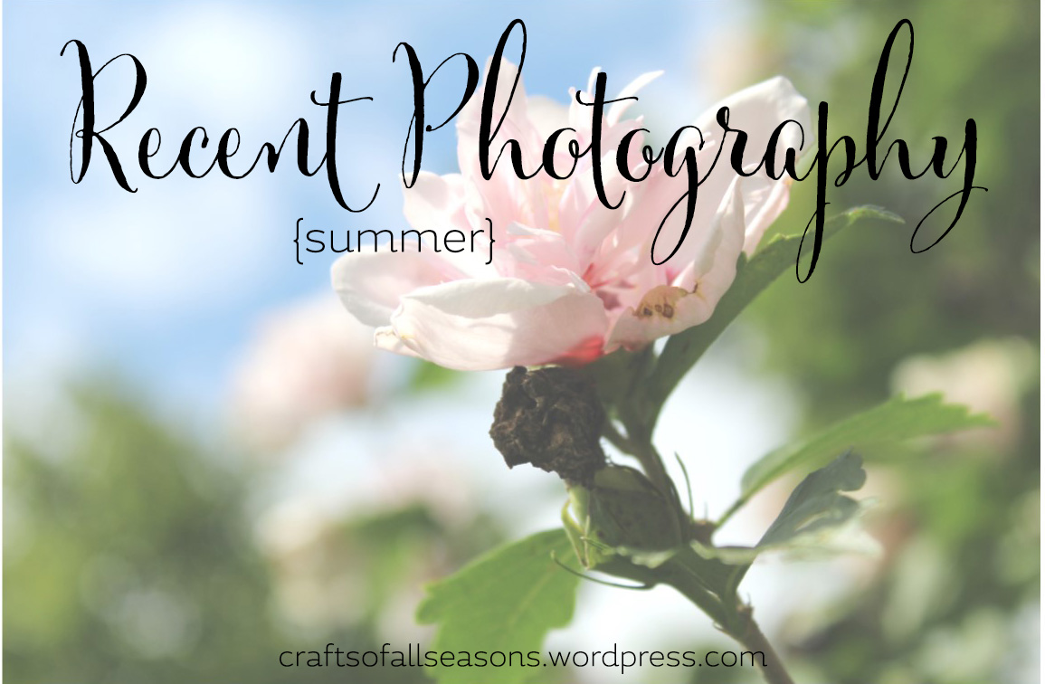 Recent {Summer} Photography – the striped plaid