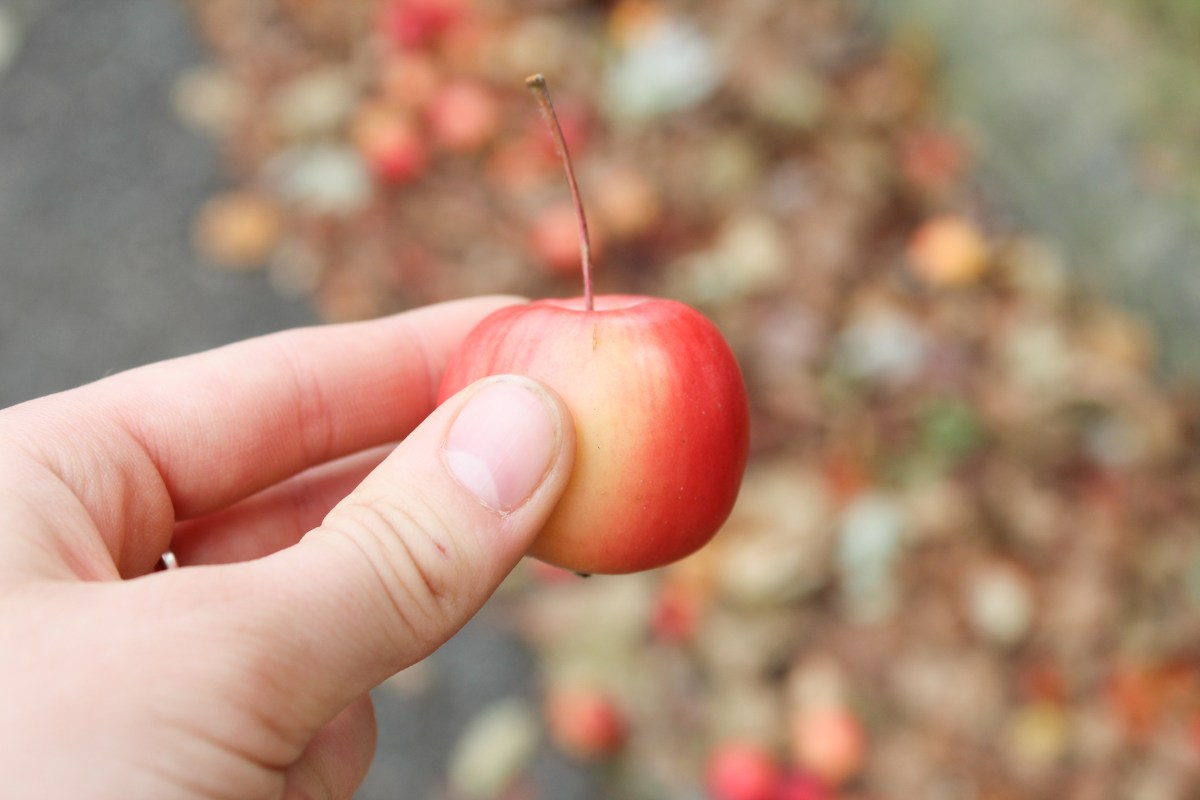 Your Best Fall Photo // Photography Contest ft. Lynette Perry Designs ...